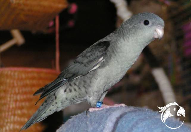 Le Cacatoès Rosalbin